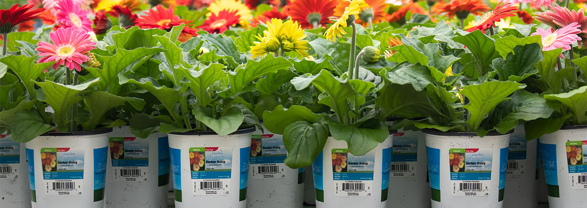 Daisy copy - Advantage Label